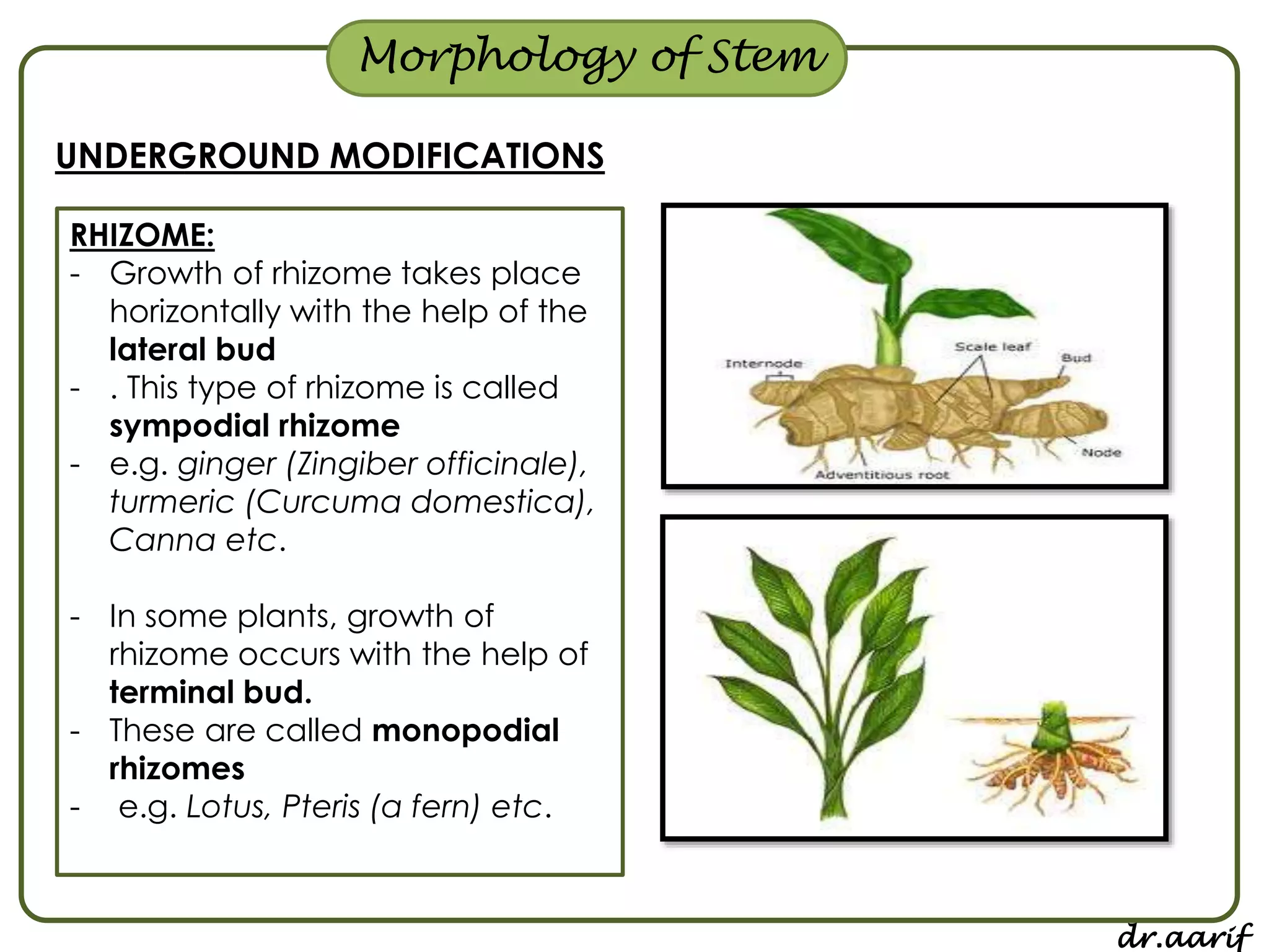 Morphology of flowering plants - I (root, stem & leaf) | PPSX