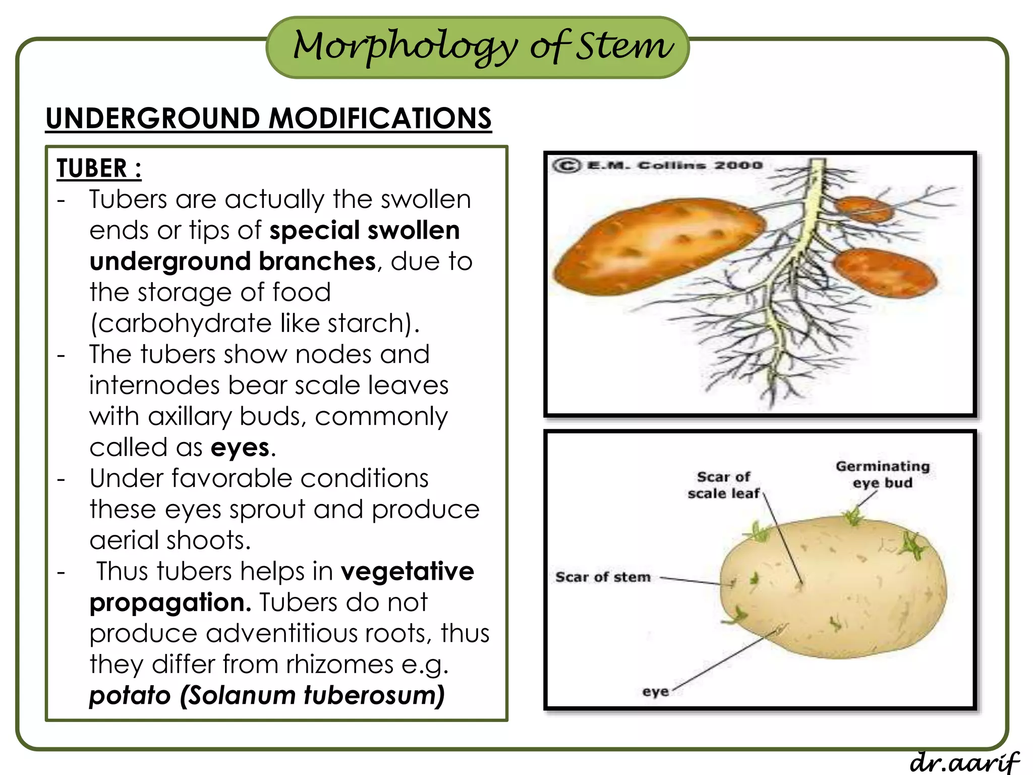Morphology of flowering plants - I (root, stem & leaf) | PPSX