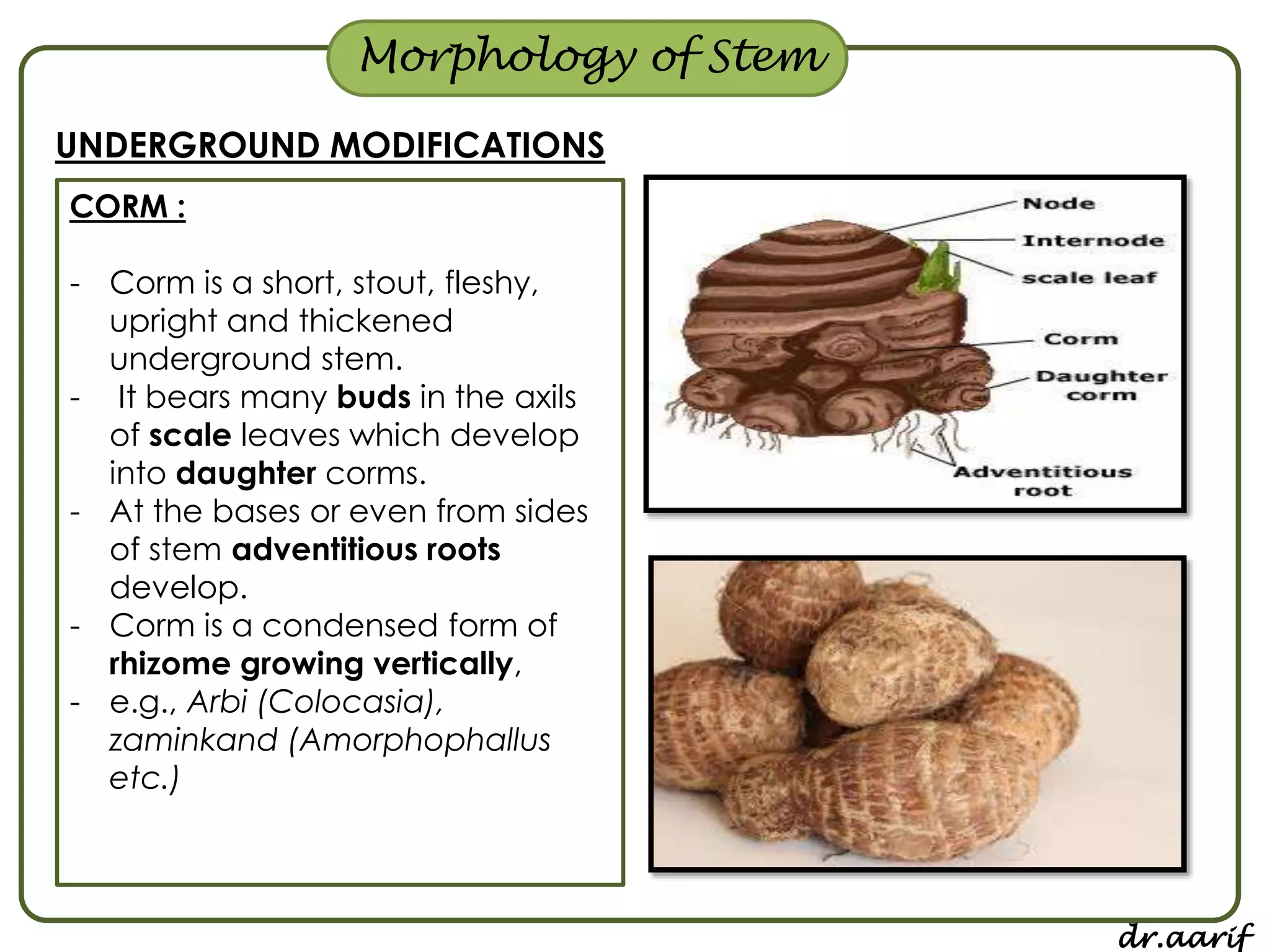 Morphology of flowering plants - I (root, stem & leaf) | PPSX