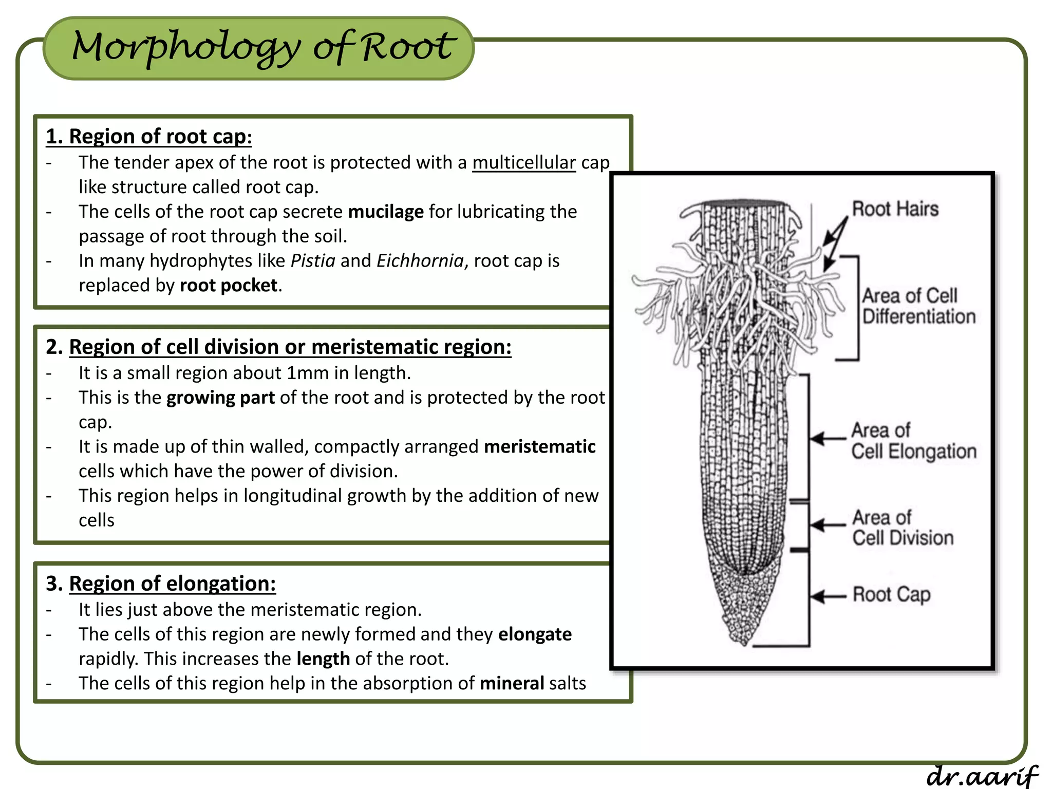 Morphology of flowering plants - I (root, stem & leaf) | PPSX