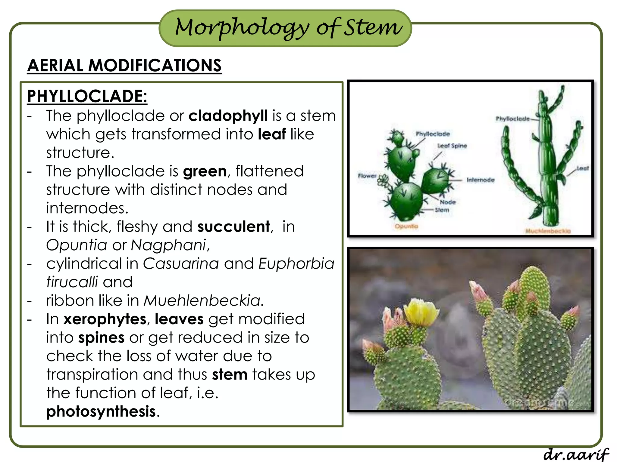 Morphology of flowering plants - I (root, stem & leaf) | PPSX