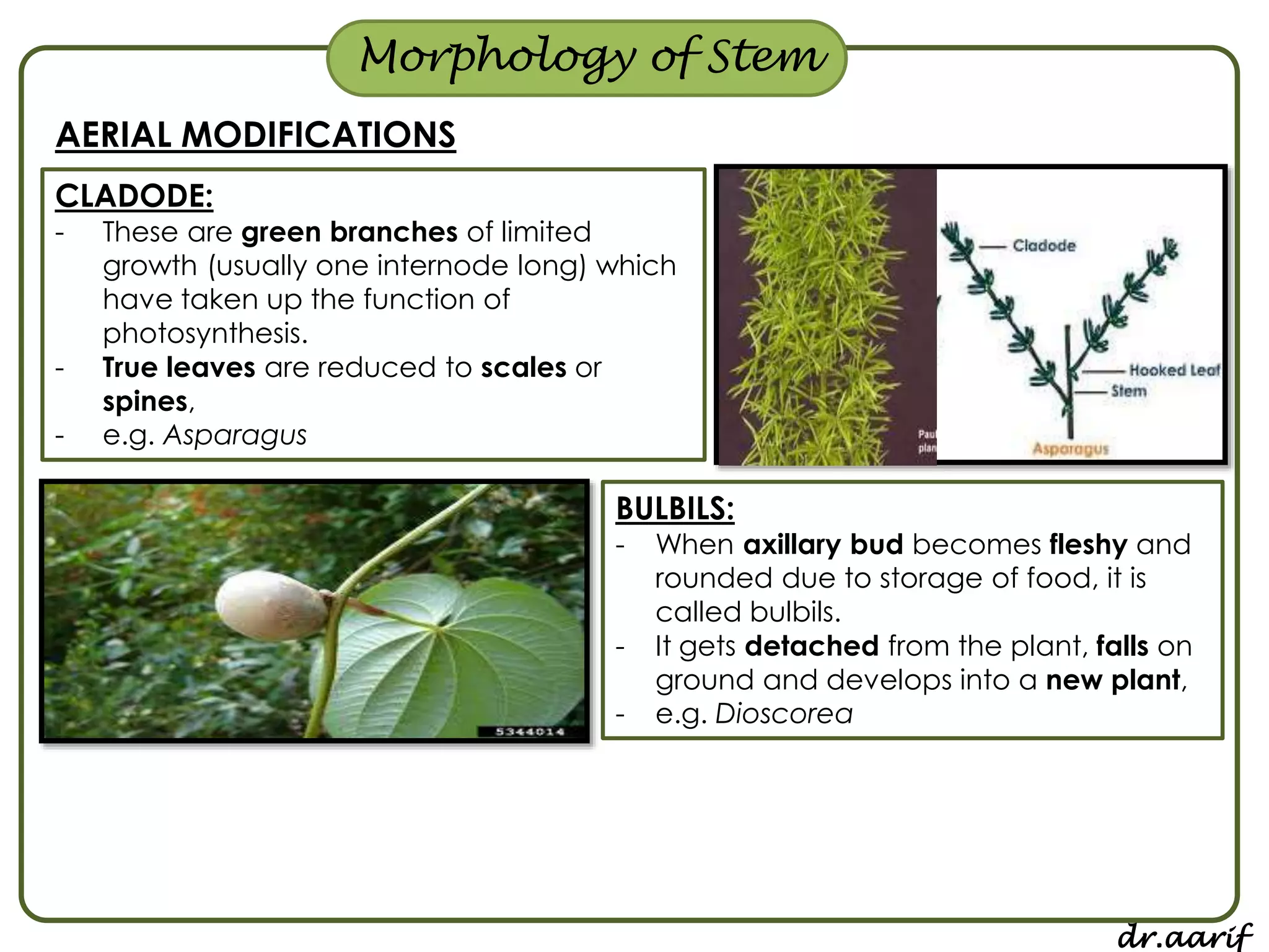 Morphology of flowering plants - I (root, stem & leaf) | PPSX