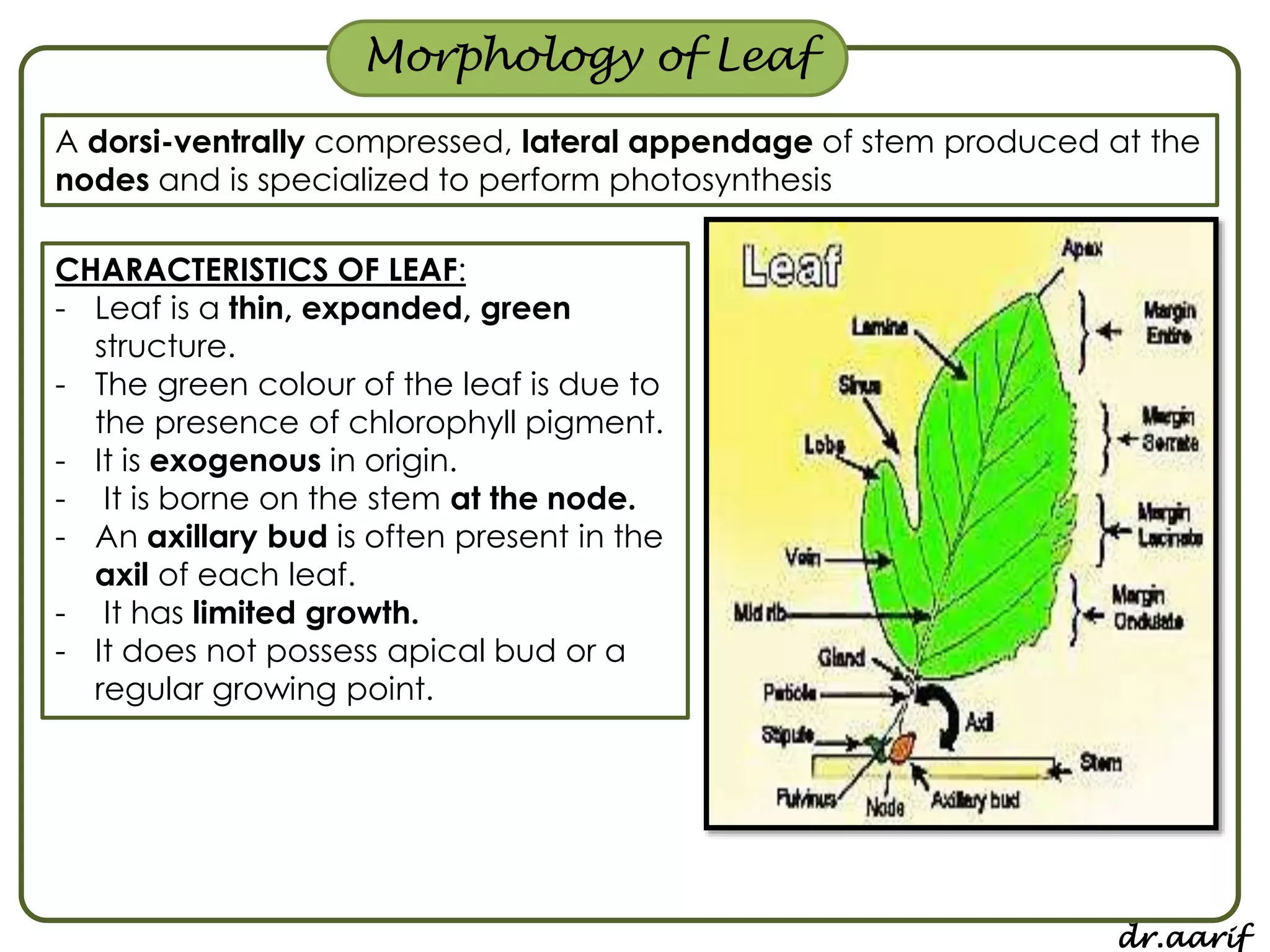 Morphology of flowering plants - I (root, stem & leaf) | PPSX