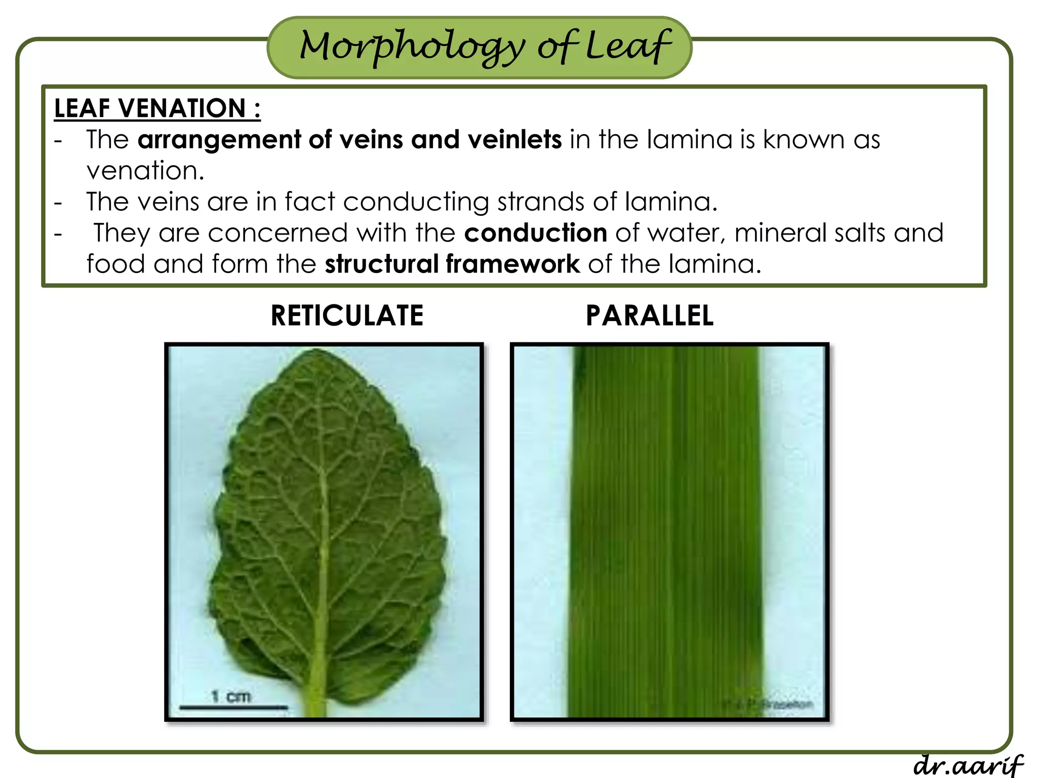 Morphology of flowering plants - I (root, stem & leaf) | PPSX