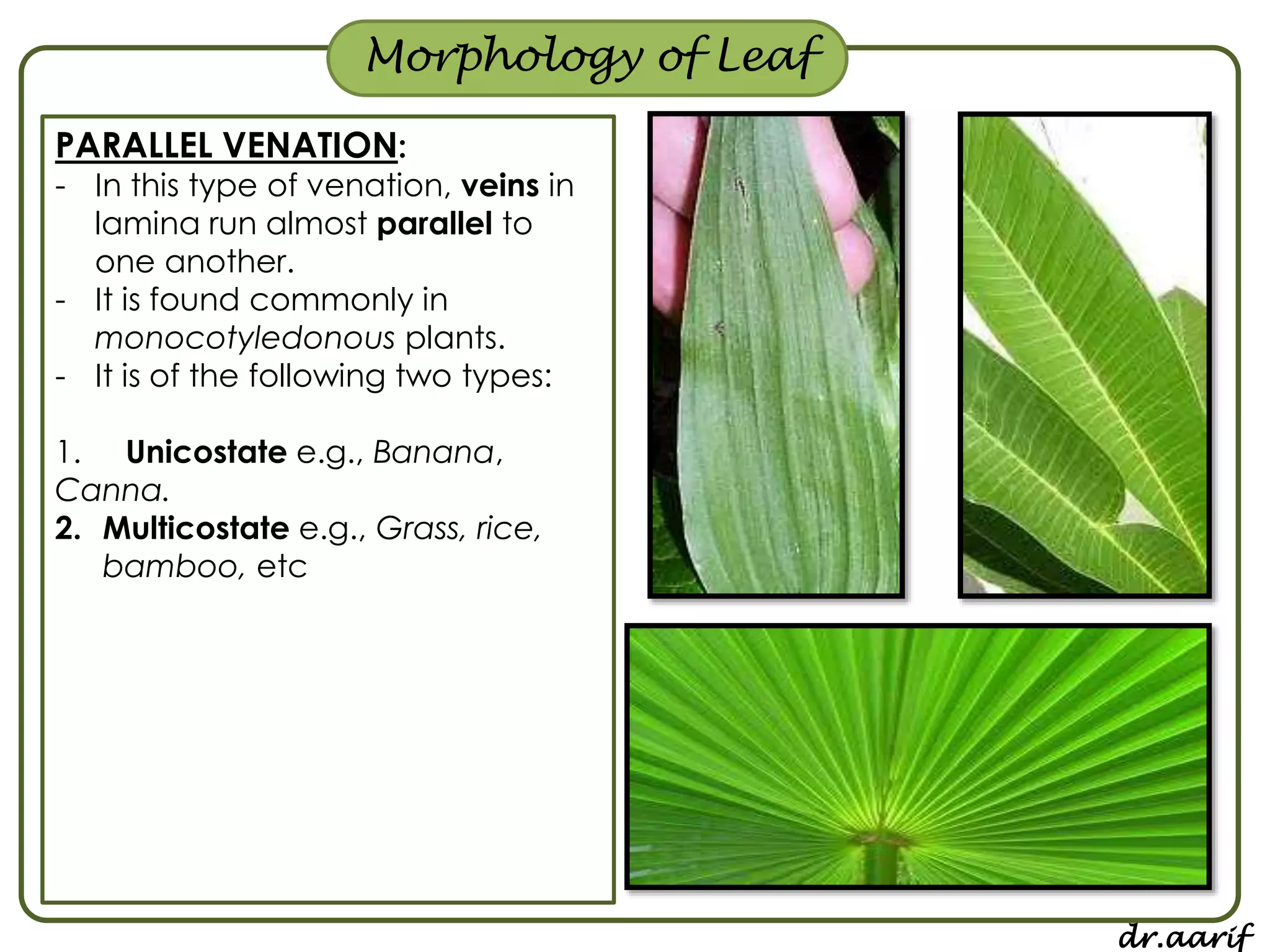 Morphology of flowering plants - I (root, stem & leaf) | PPSX