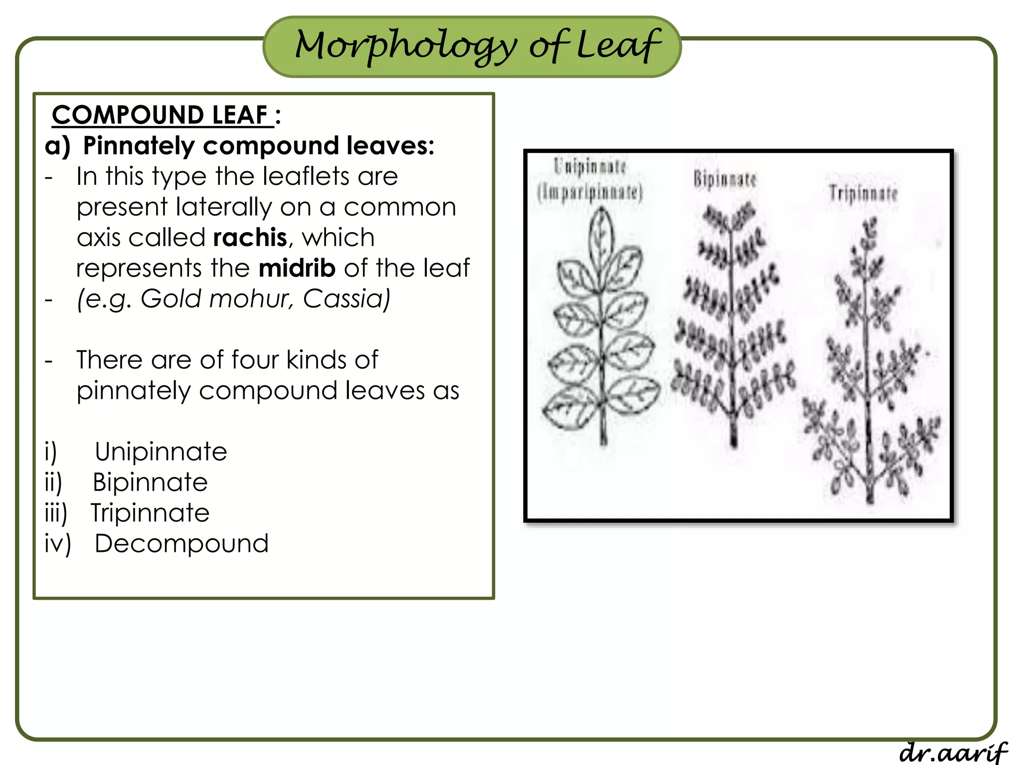Morphology of flowering plants - I (root, stem & leaf) | PPSX