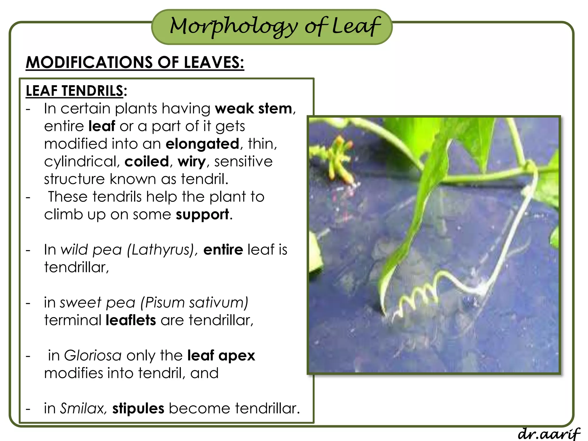 Morphology of flowering plants - I (root, stem & leaf) | PPSX