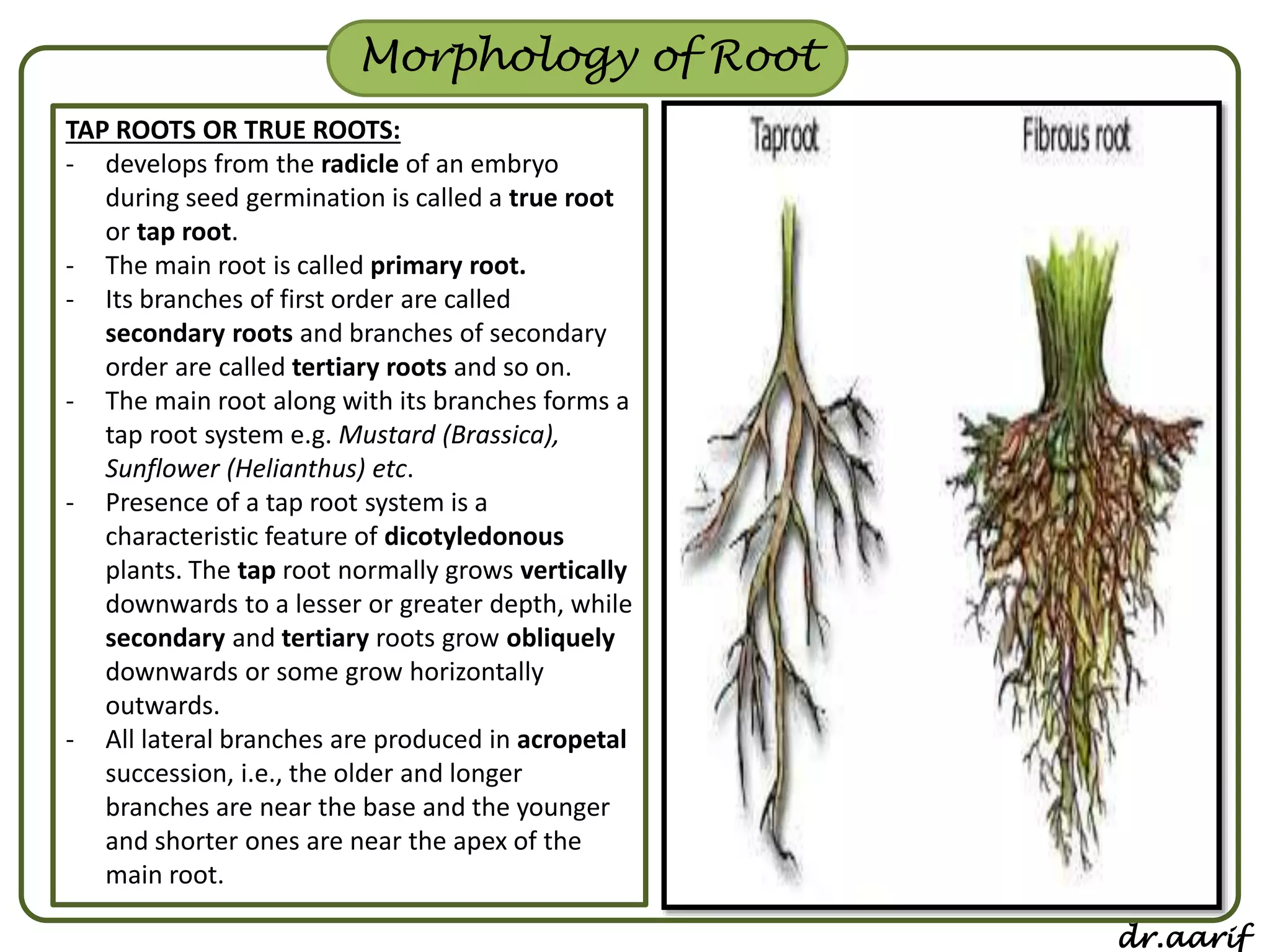 Morphology of flowering plants - I (root, stem & leaf) | PPSX