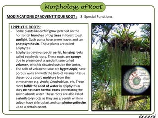 Morphology of flowering plants - I (root, stem & leaf) | PPSX
