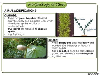 Morphology of flowering plants - I (root, stem & leaf) | PPSX
