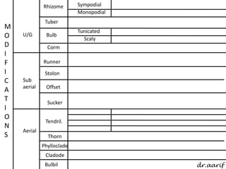 Morphology of flowering plants - I (root, stem & leaf) | PPSX