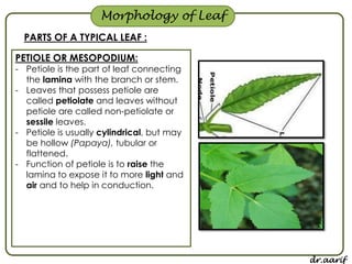 Morphology of flowering plants - I (root, stem & leaf) | PPSX