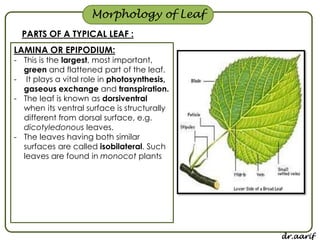 Morphology of flowering plants - I (root, stem & leaf) | PPSX