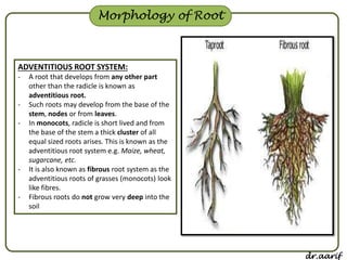 Monocot Fibrous Root