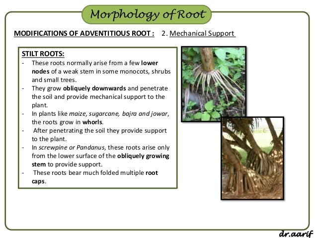Stilt Roots Of Maize