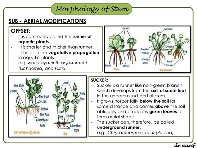 Modifications Of Stem Underground Subaerial And Aerial