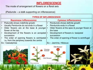 Morphology of Flowering Plants BY AWANTIKA.pdf