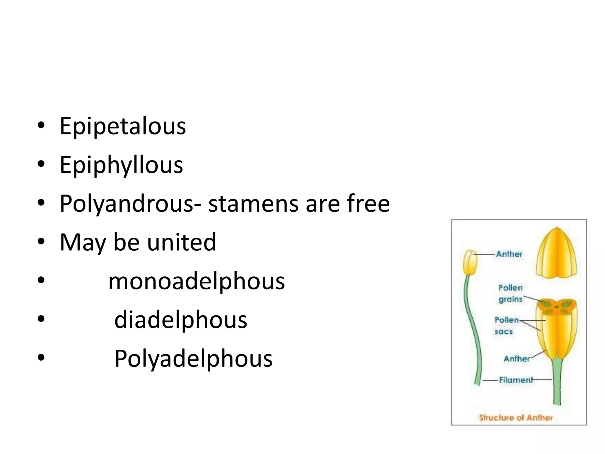 Morphology of flowering plants | PPTX