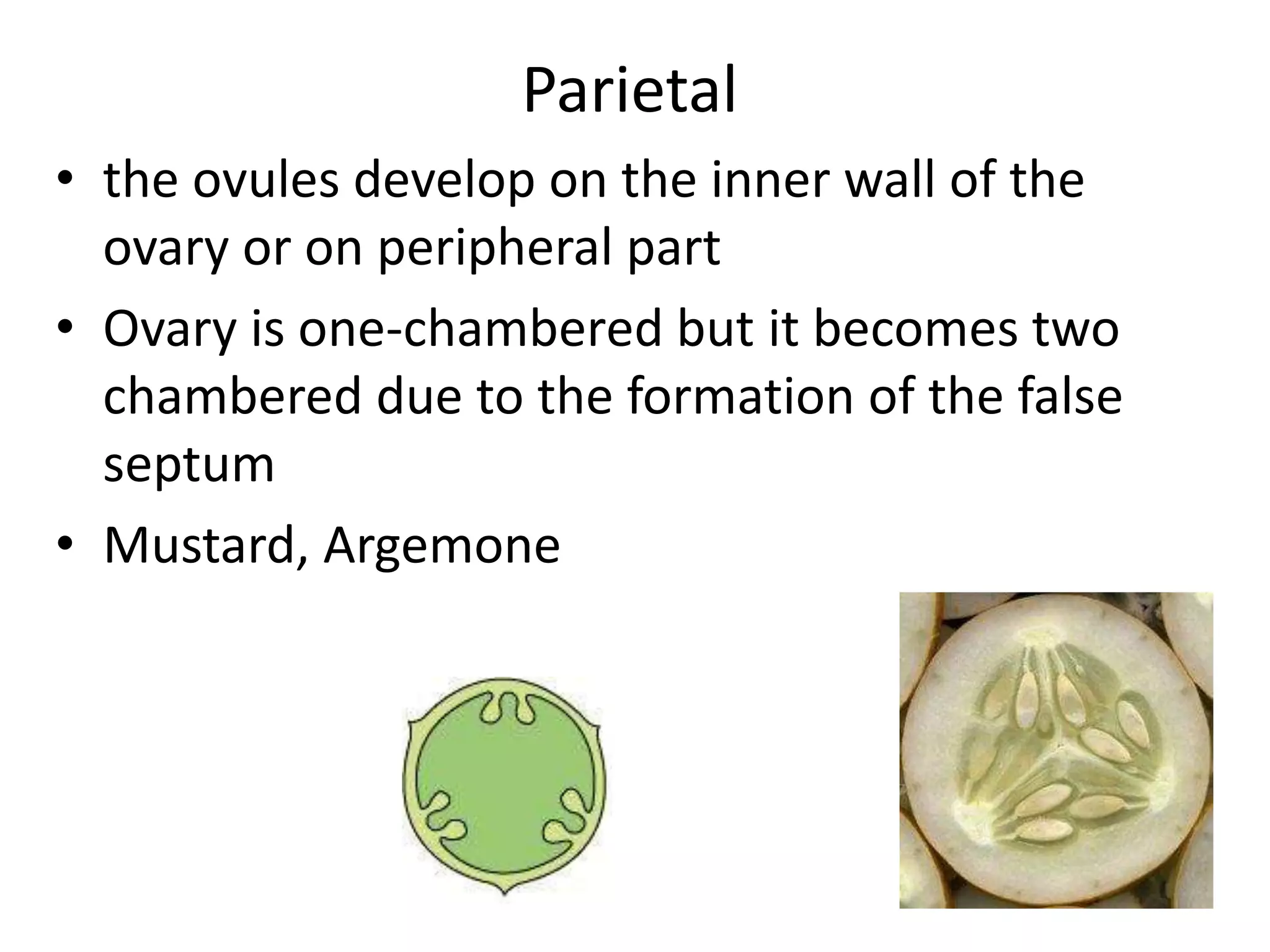 Morphology of flowering plants | PPTX