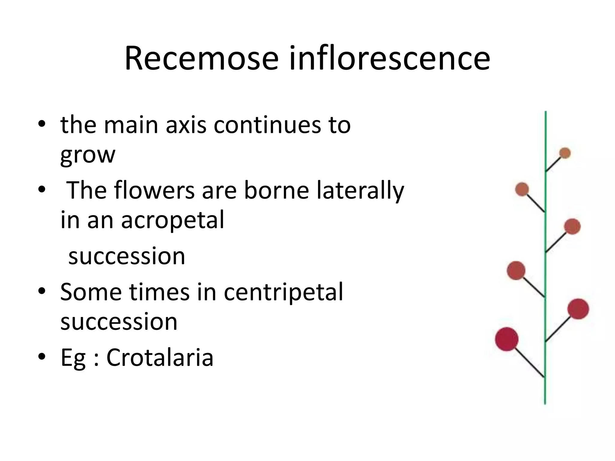 Morphology of flowering plants | PPTX