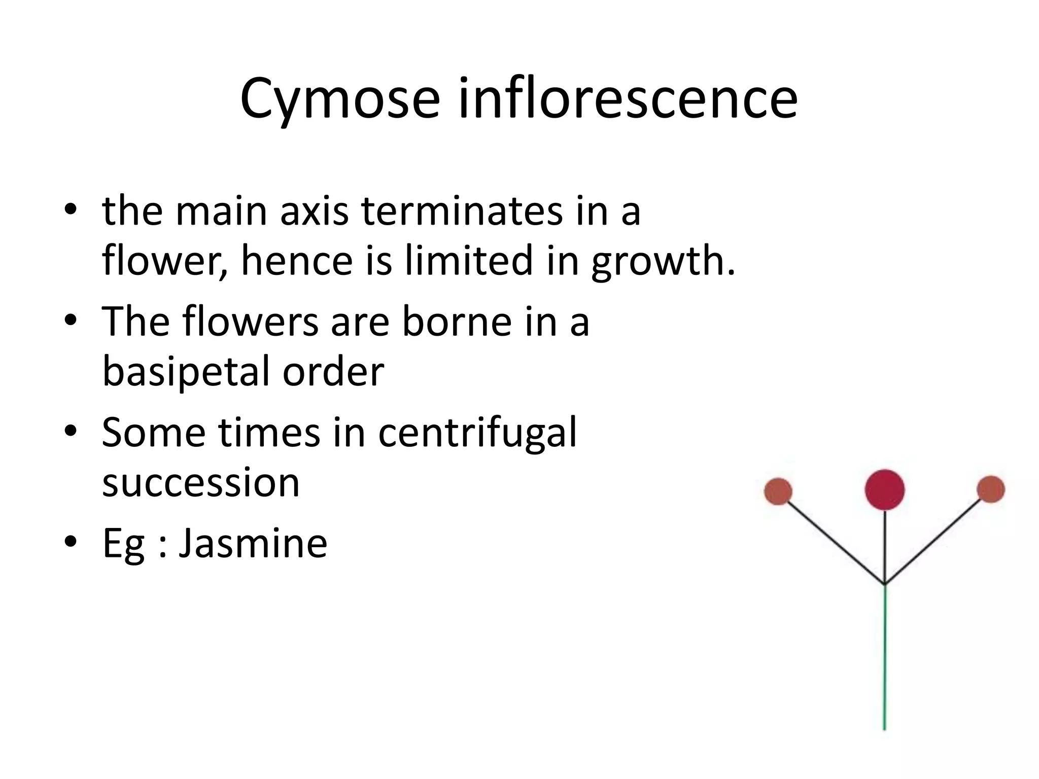 Morphology of flowering plants | PPTX