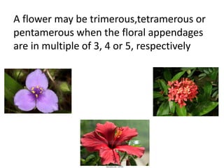 Morphology of flowering plants | PPTX
