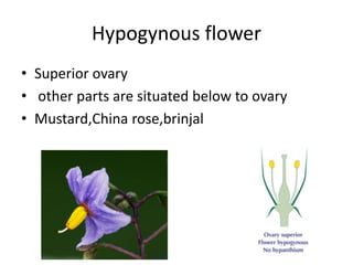 Morphology of flowering plants | PPTX
