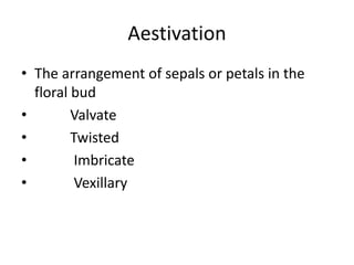 Morphology of flowering plants | PPTX