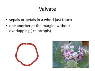 Morphology of flowering plants | PPTX