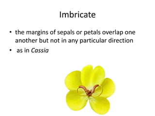 Morphology of flowering plants | PPTX