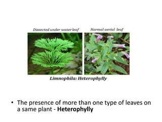 Morphology of flowering plants | PPTX