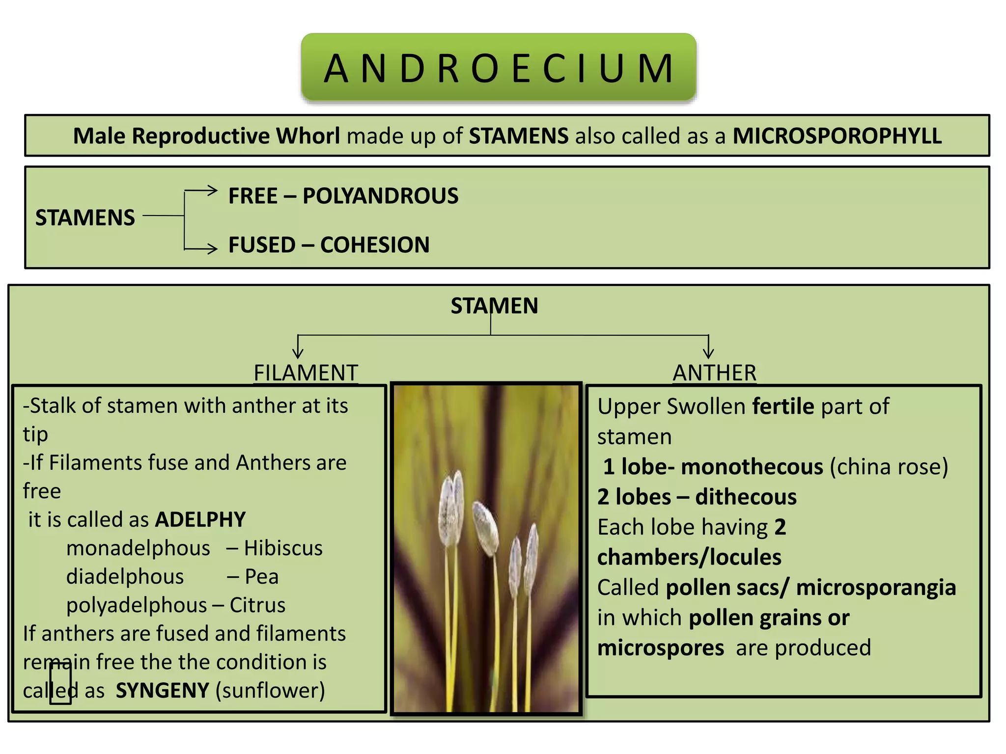 Morphology of flowering plants part2 | PPTX