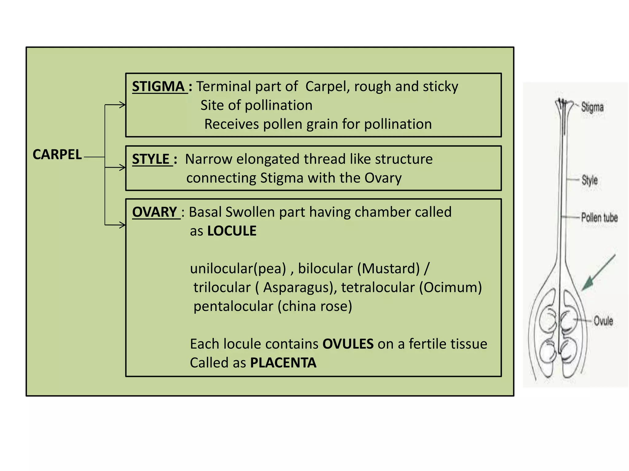 Morphology of flowering plants part2 | PPTX
