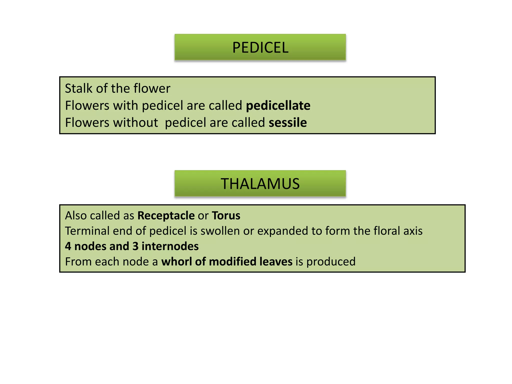 Morphology of flowering plants part2 | PPTX