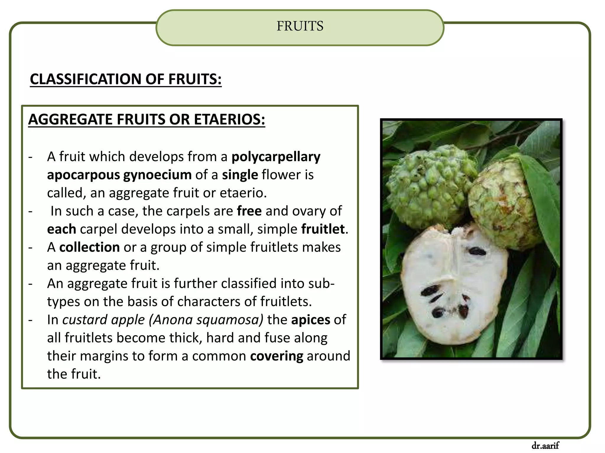 Morphology of flowering plants part2 | PPTX