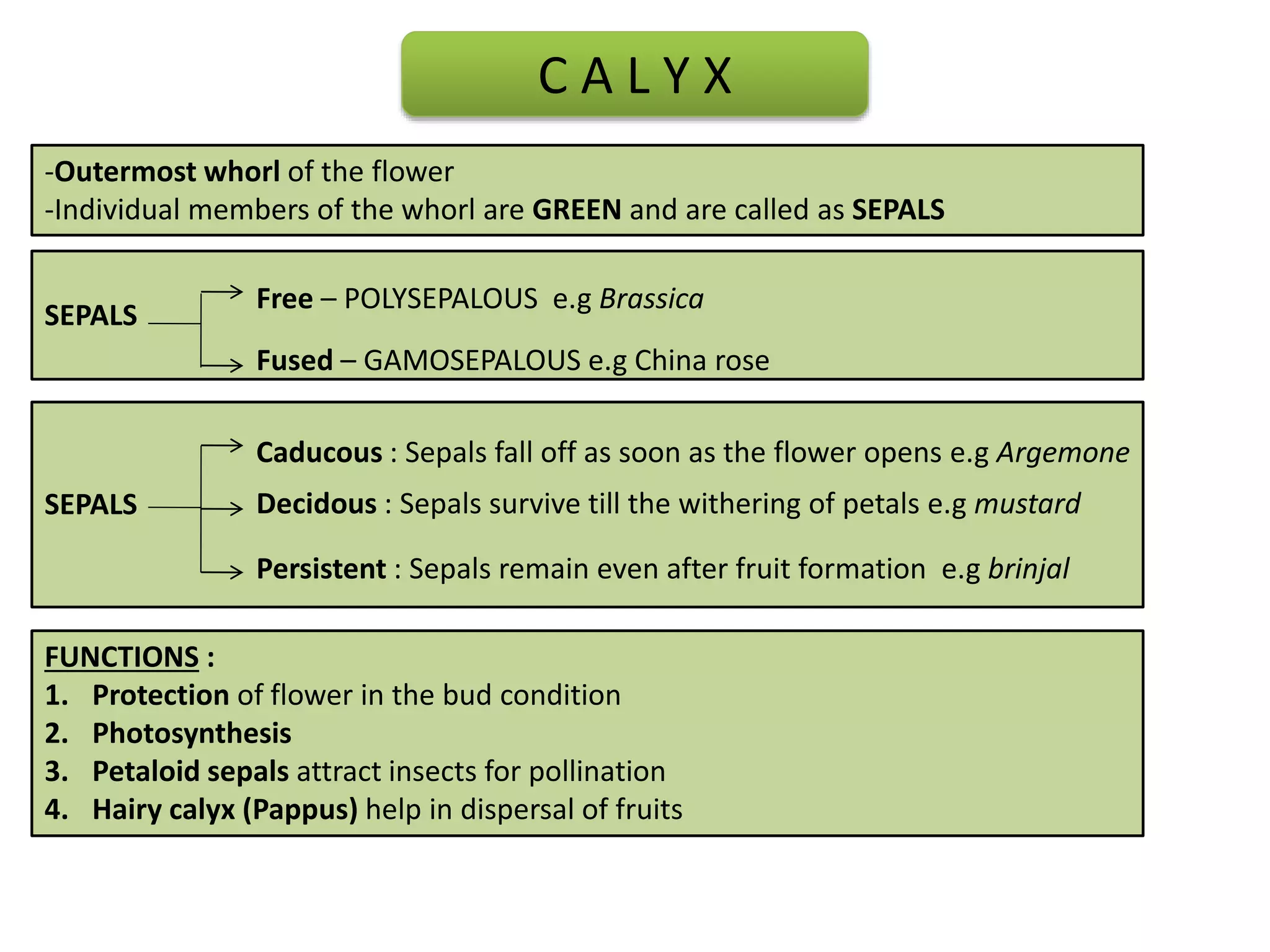 Morphology of flowering plants part2 | PPTX