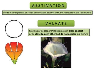 Morphology of flowering plants part2 | PPTX