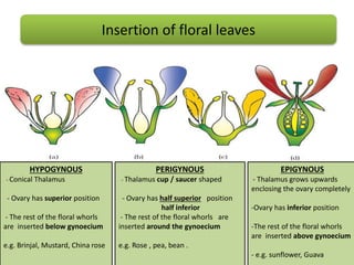 Guava Flower Morphology