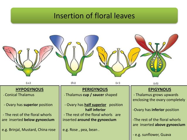 Morphology of flowering plants part2