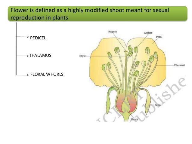 Plant Anatomy And Morphology