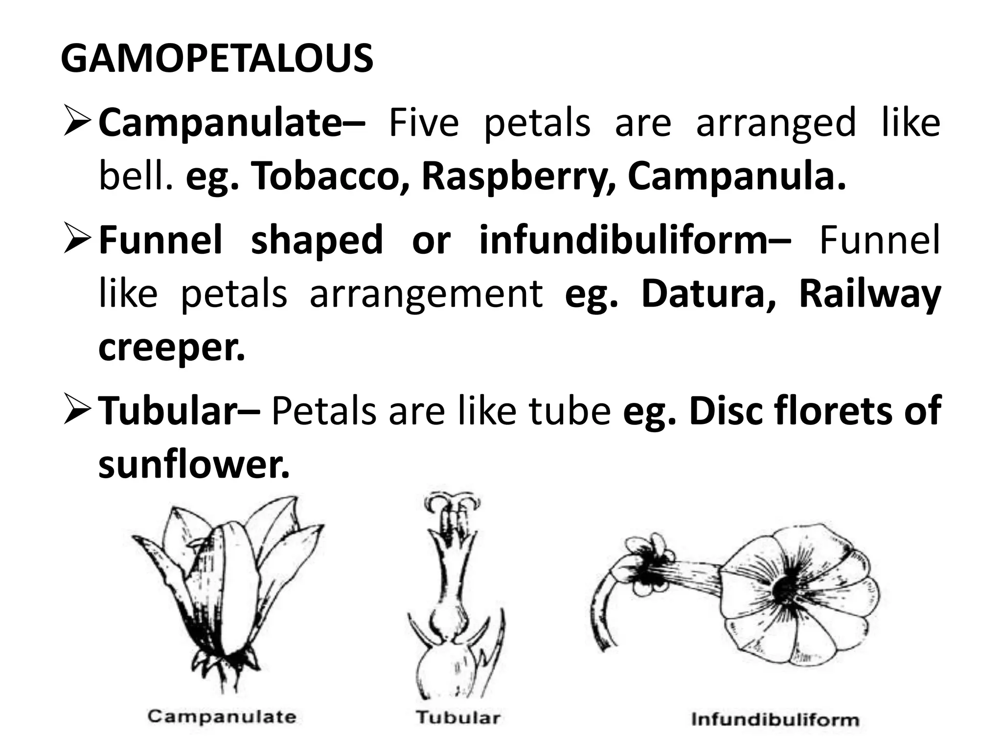 Morphology of Flowers.pptx
