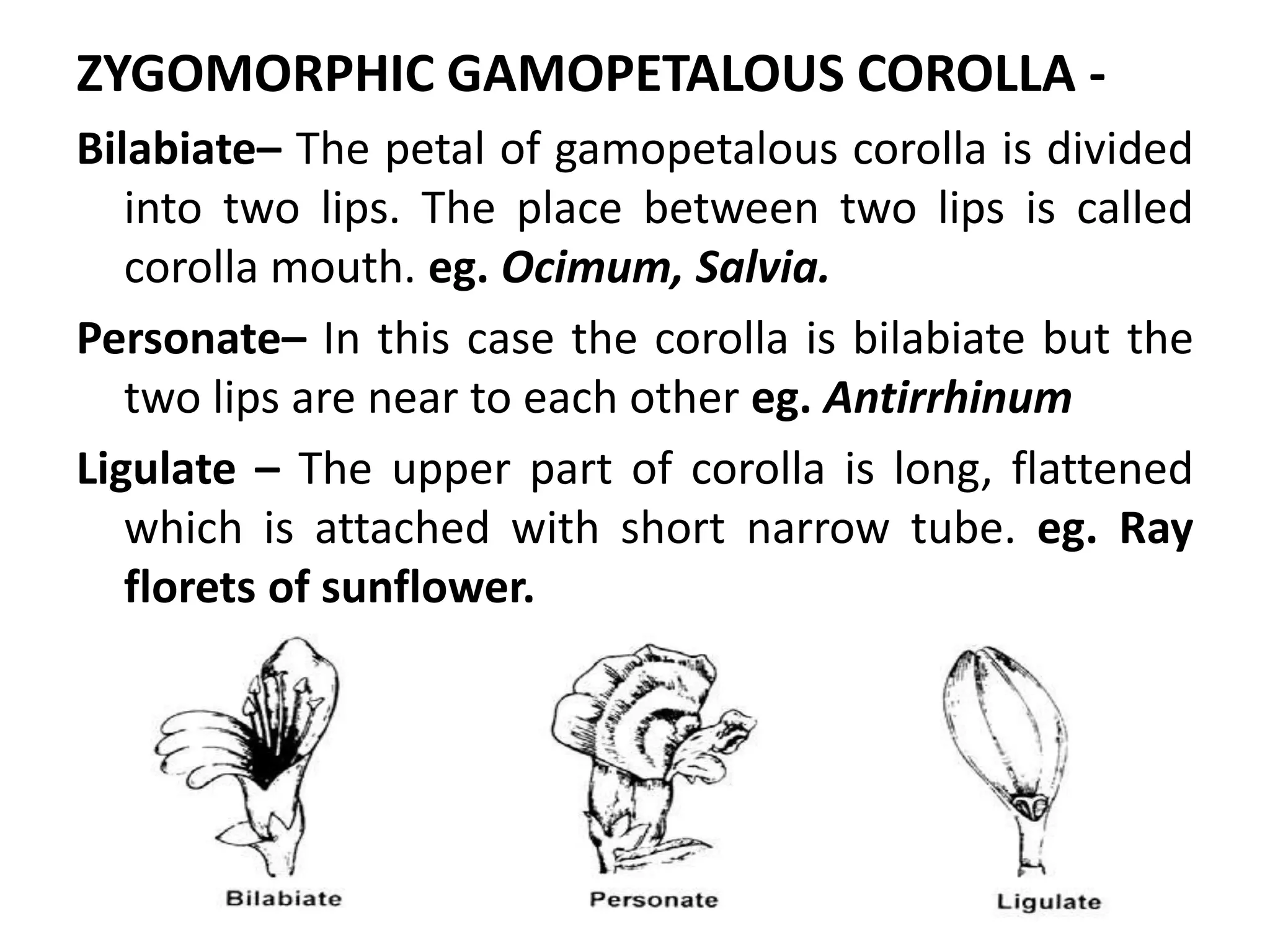 Morphology of Flowers.pptx