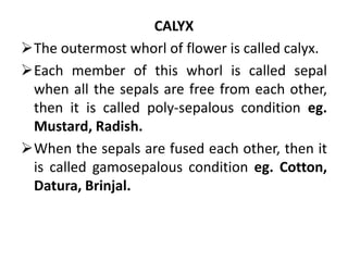 Morphology of Flowers.pptx