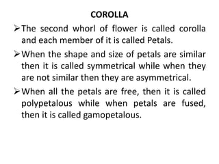 Morphology of Flowers.pptx