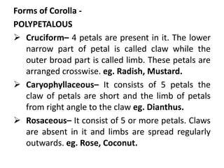 Morphology of Flowers.pptx