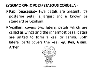 Morphology of Flowers.pptx