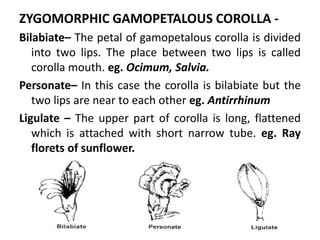 Morphology of Flowers.pptx