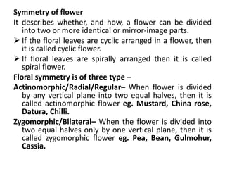 Morphology of Flowers.pptx