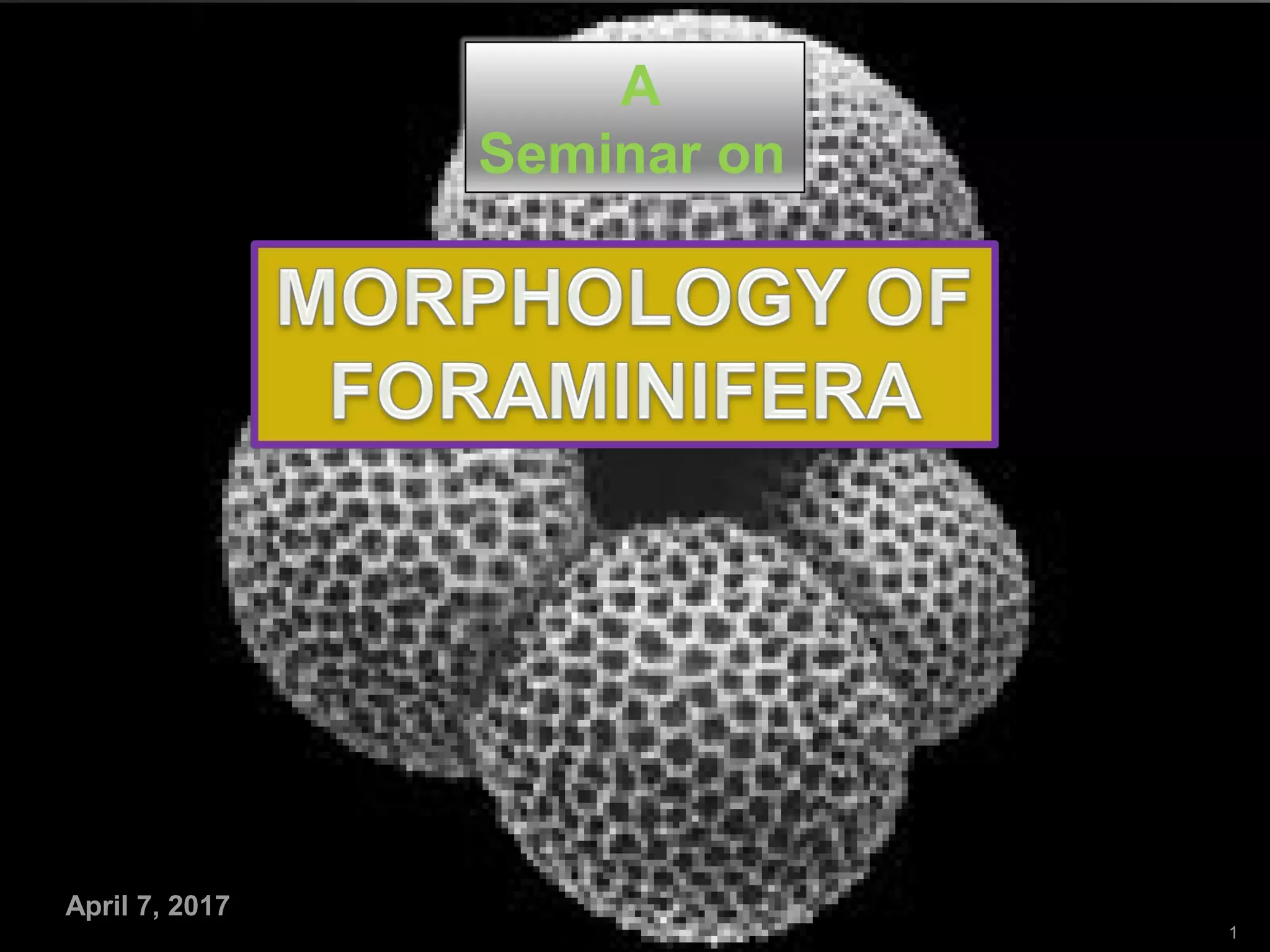 Morphology of foraminifera | PPT