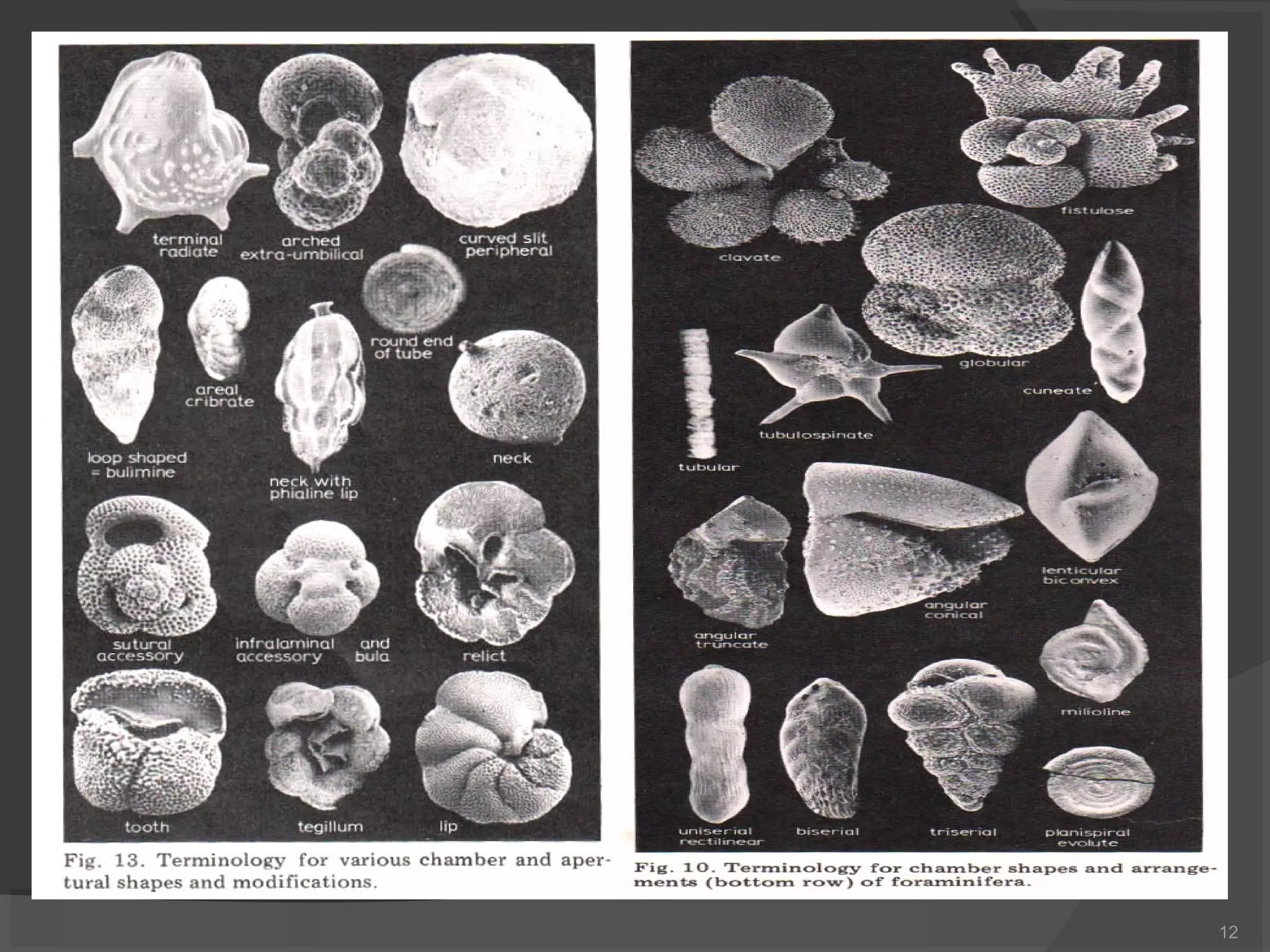 Morphology of foraminifera | PPT